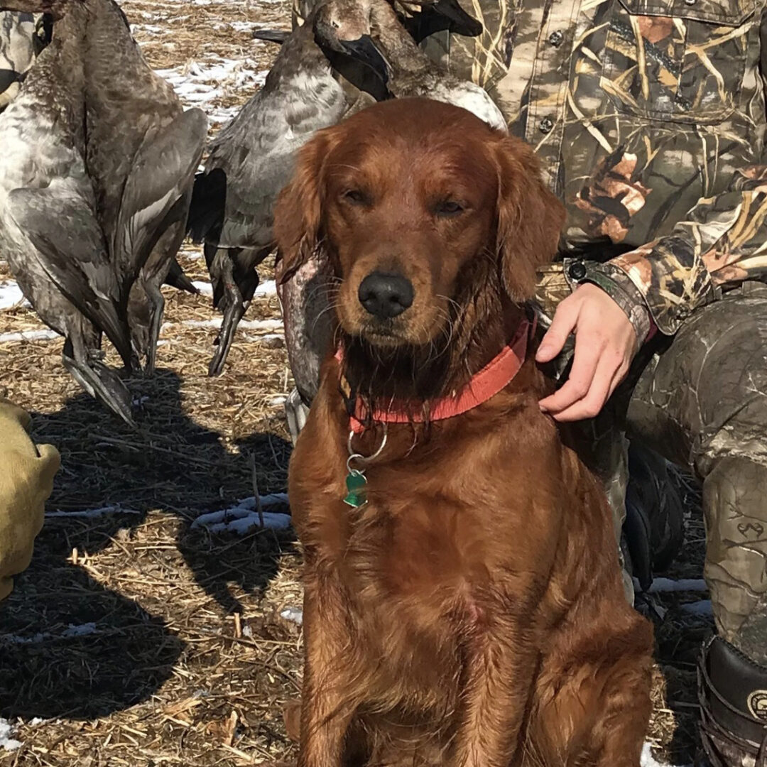 Breeding Schedule | Ramblin Gypsy Ranch